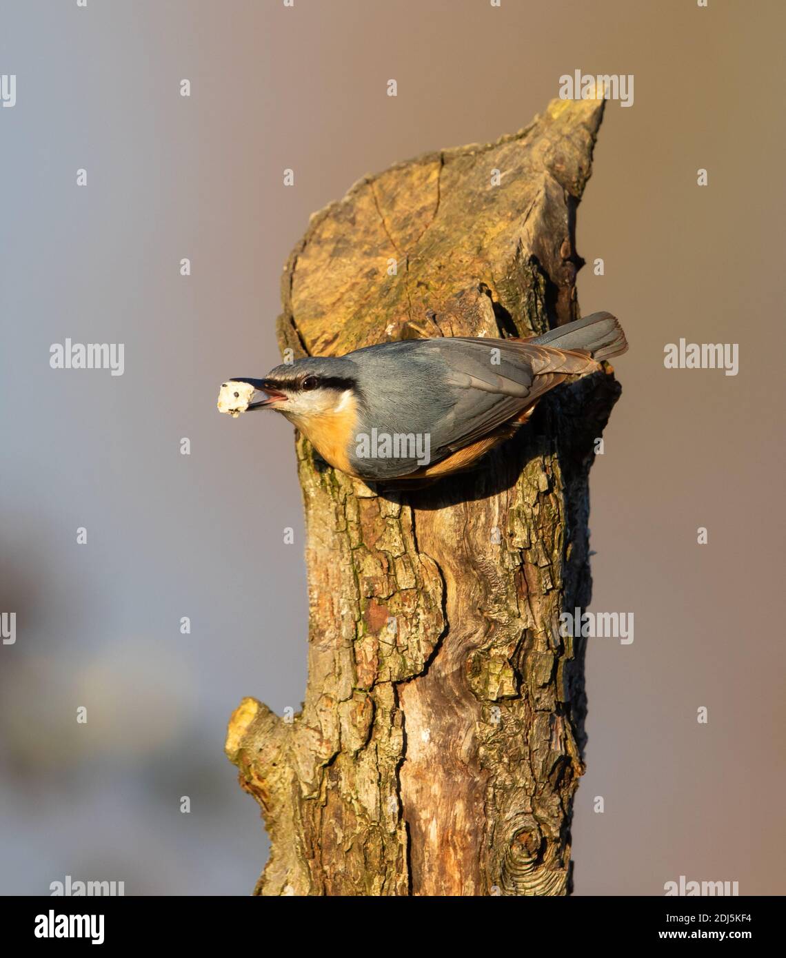 Nuthatch in a typical pose hi-res stock photography and images - Alamy