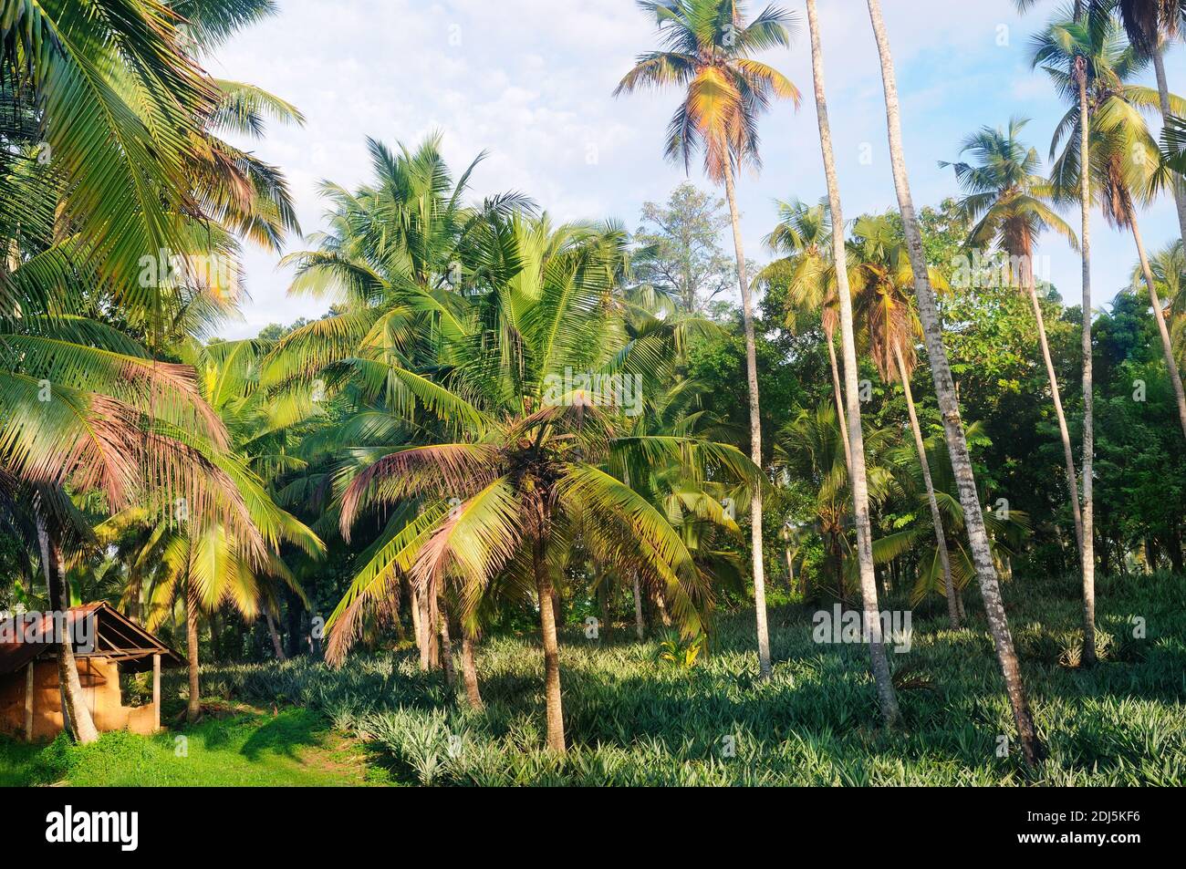 Tropical garden with coconut palms and a pineapple plantation. Shri ...