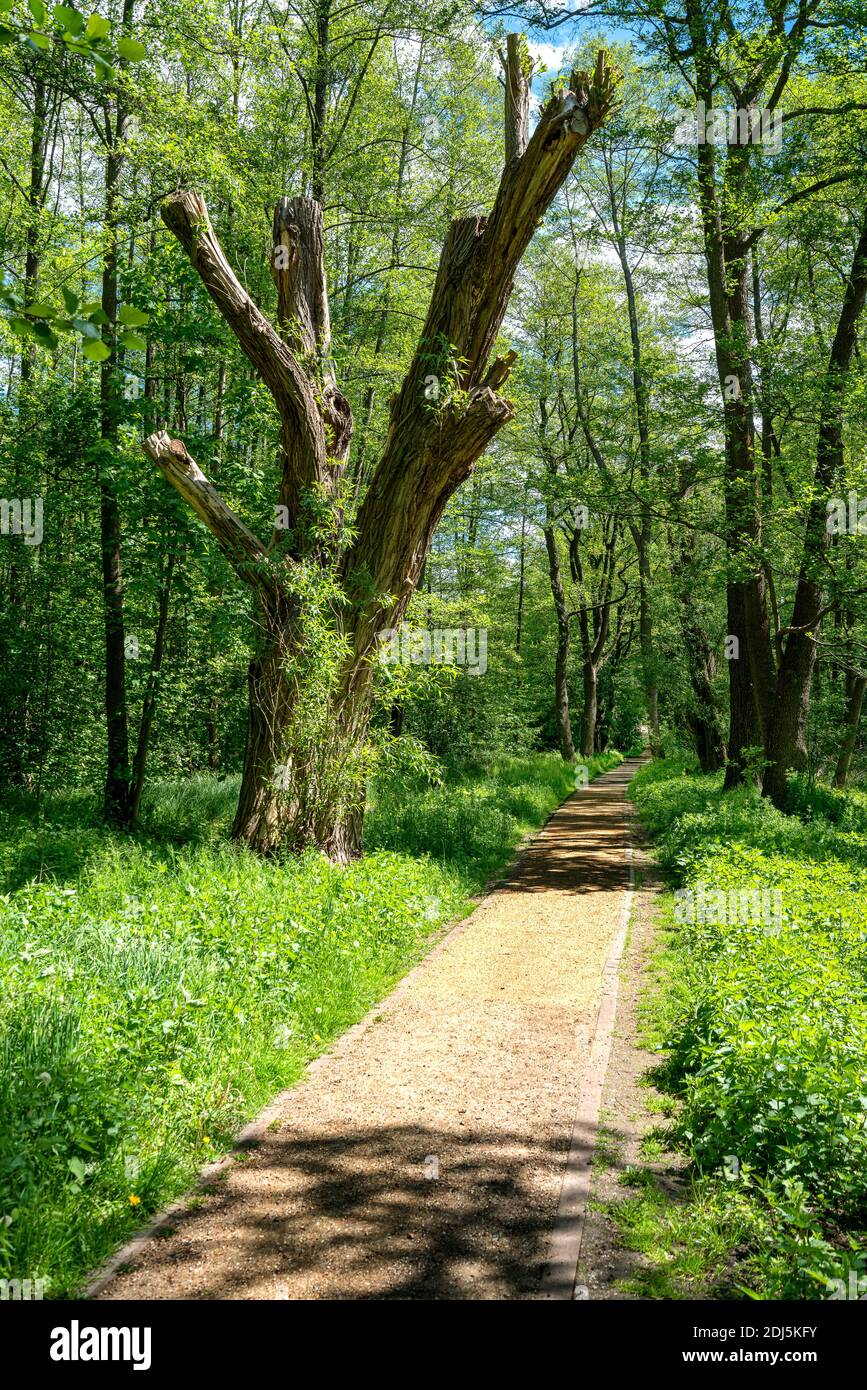 Forst path hi-res stock photography and images - Alamy