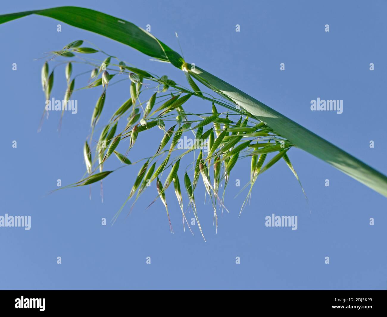 Oat, Head On A Blue Sky Stock Photo - Alamy