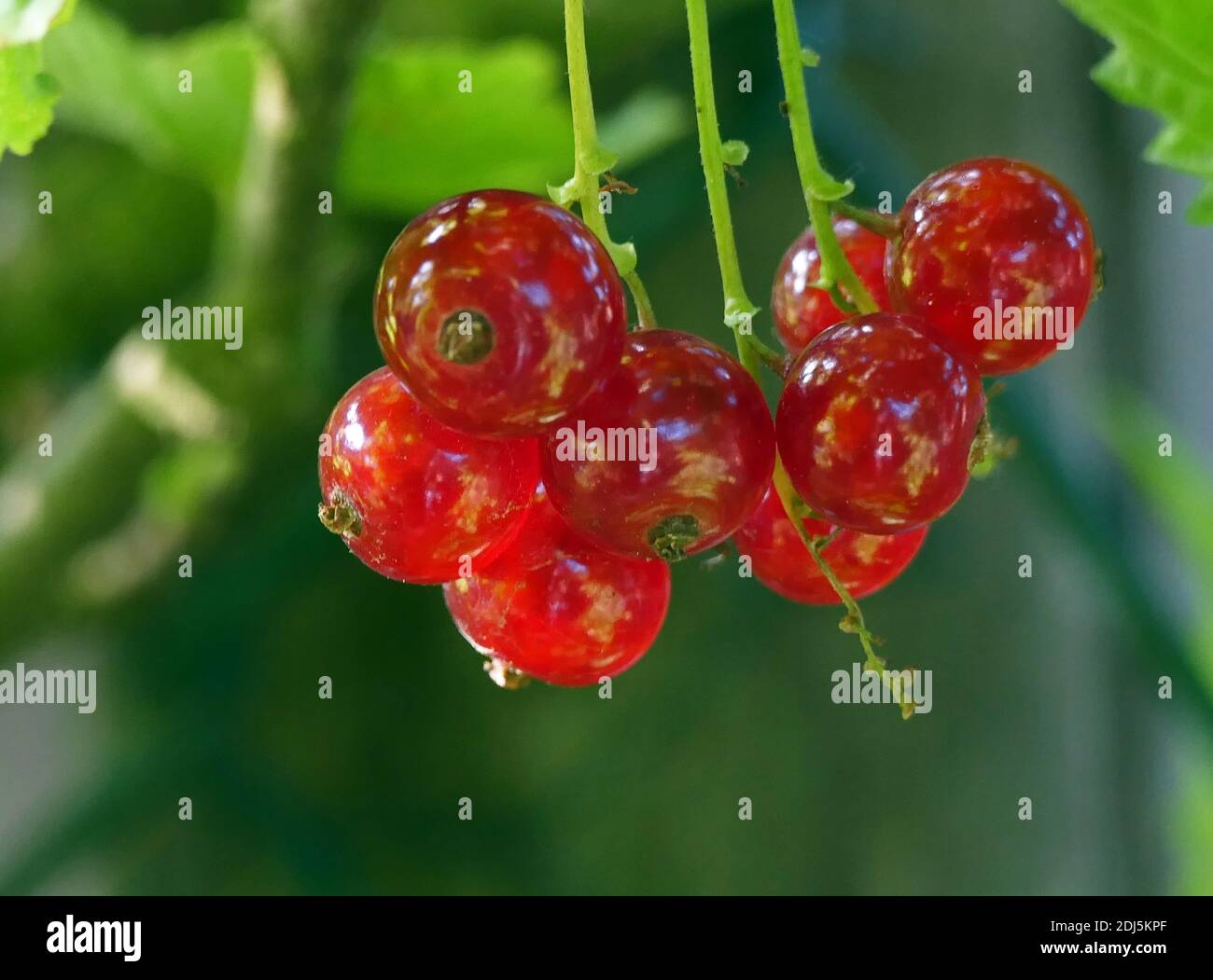 Red Currants, Ribes Rubrum Stock Photo - Alamy