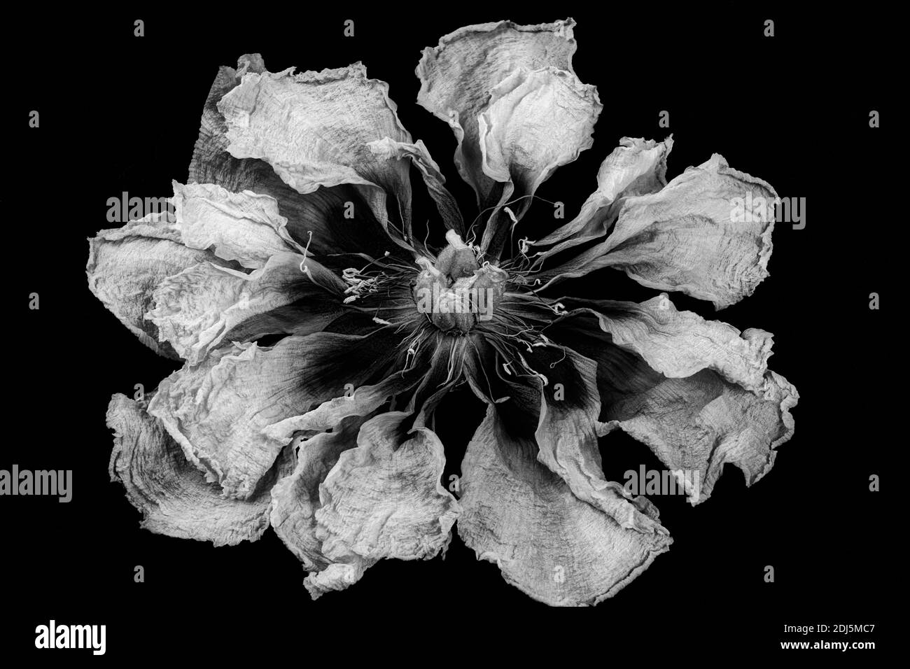 Plants withered Black and White Stock Photos & Images - Alamy