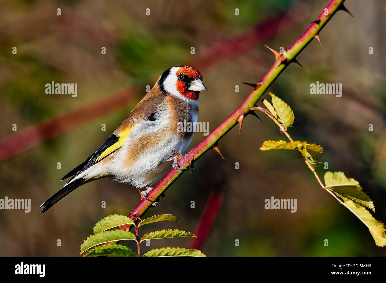 Goldfinch autumn hi-res stock photography and images - Alamy