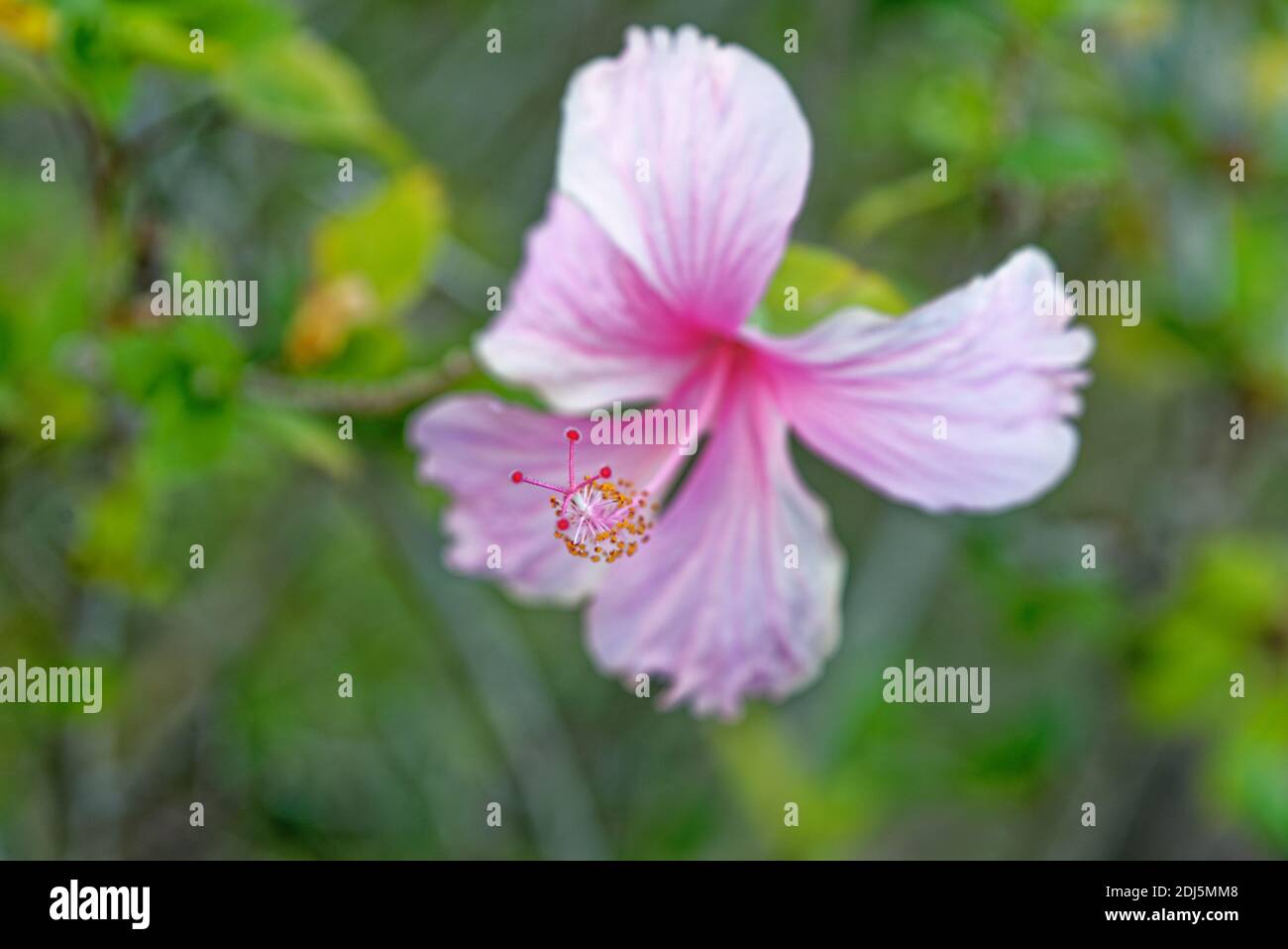 Pink Maga flower. Thespesia grandiflora is a tree in the Malvaceae ...