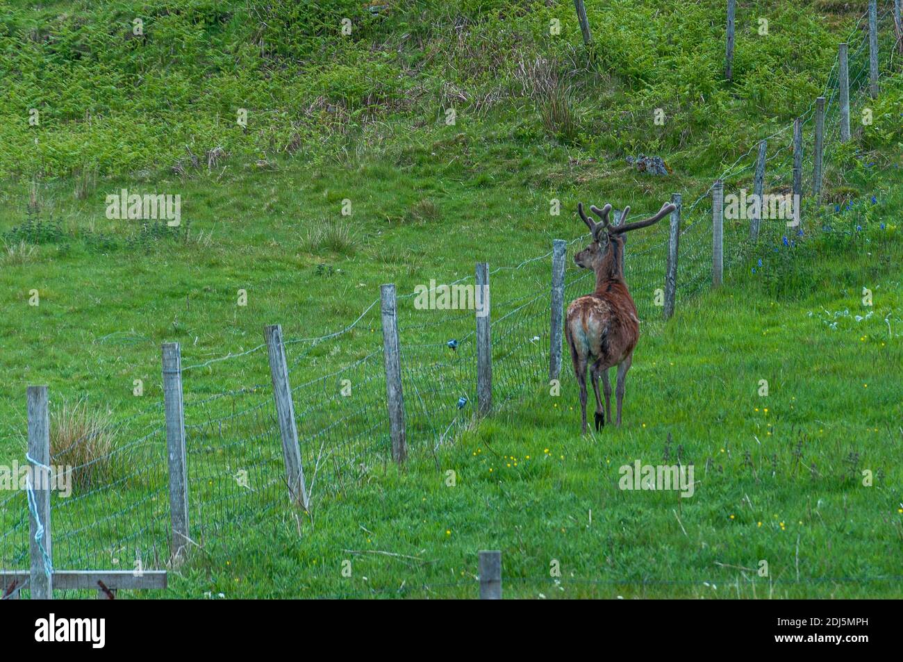 Deer in the meadow at a fence. Concept: animal life, man-animal ...