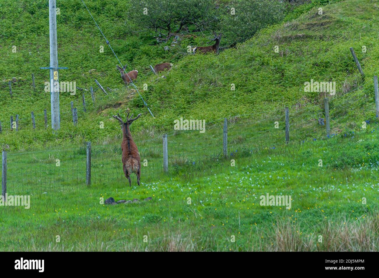 Deer leaping a fence to reach his family. Concept: animal life, man ...