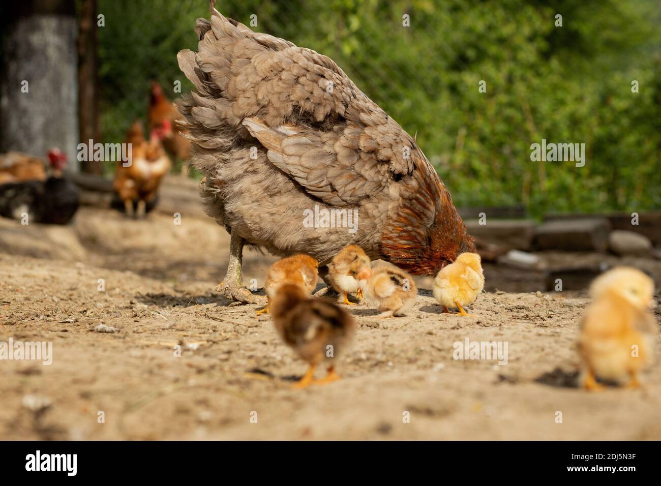 Village chickens rooster chicks hi-res stock photography and images - Alamy