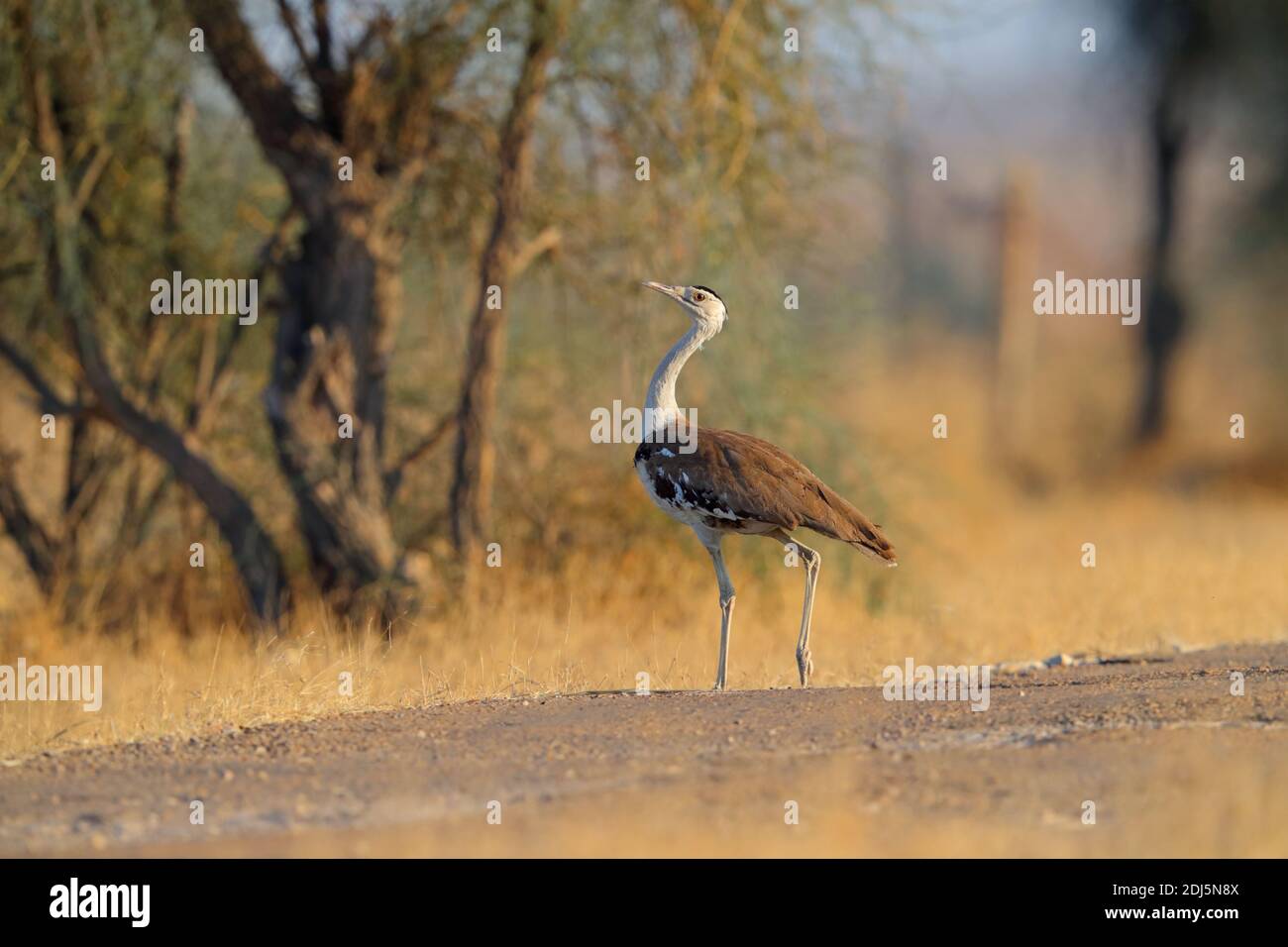 A critically endangered Great Indian Bustard (Ardeotis nigriceps) in ...