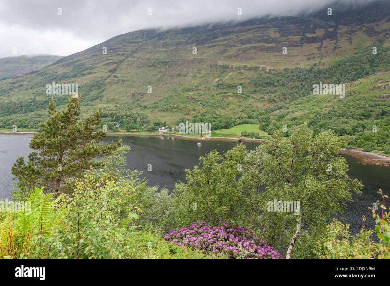 Panorama of lake surrounded by bright green trees and Flowers, Scotland ...