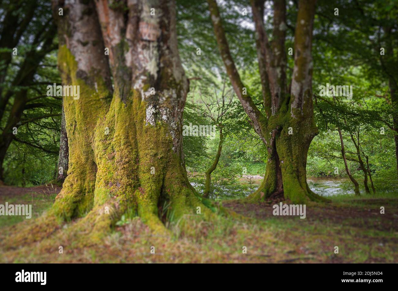 Tilt shift effect of old beech trees covered with moss, Glencoe ...