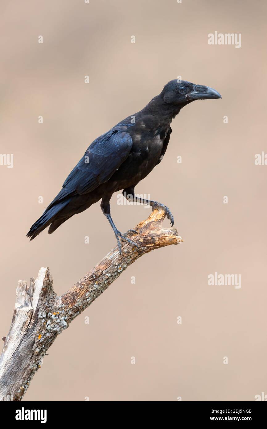 Common Raven (Corvus corax hispanus), individual perched on a dead tree ...