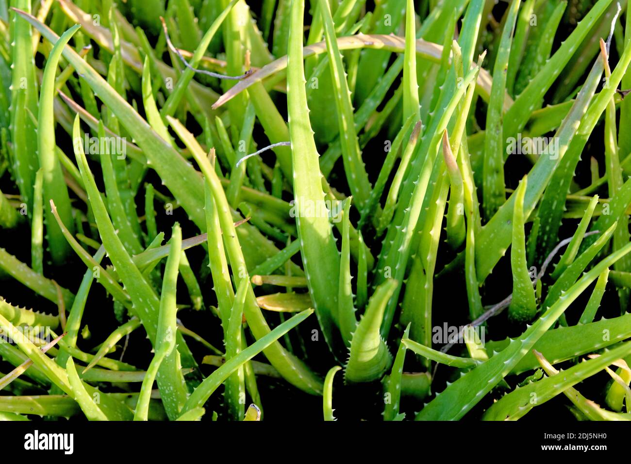Aloe vera leaves ( Aloe Barbadensis ) growing in a green organic ...