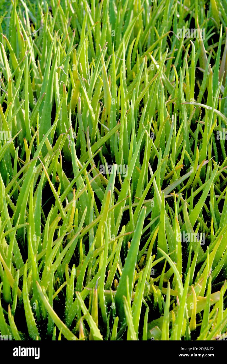 Aloe vera leaves ( Aloe Barbadensis ) growing in a green organic ...