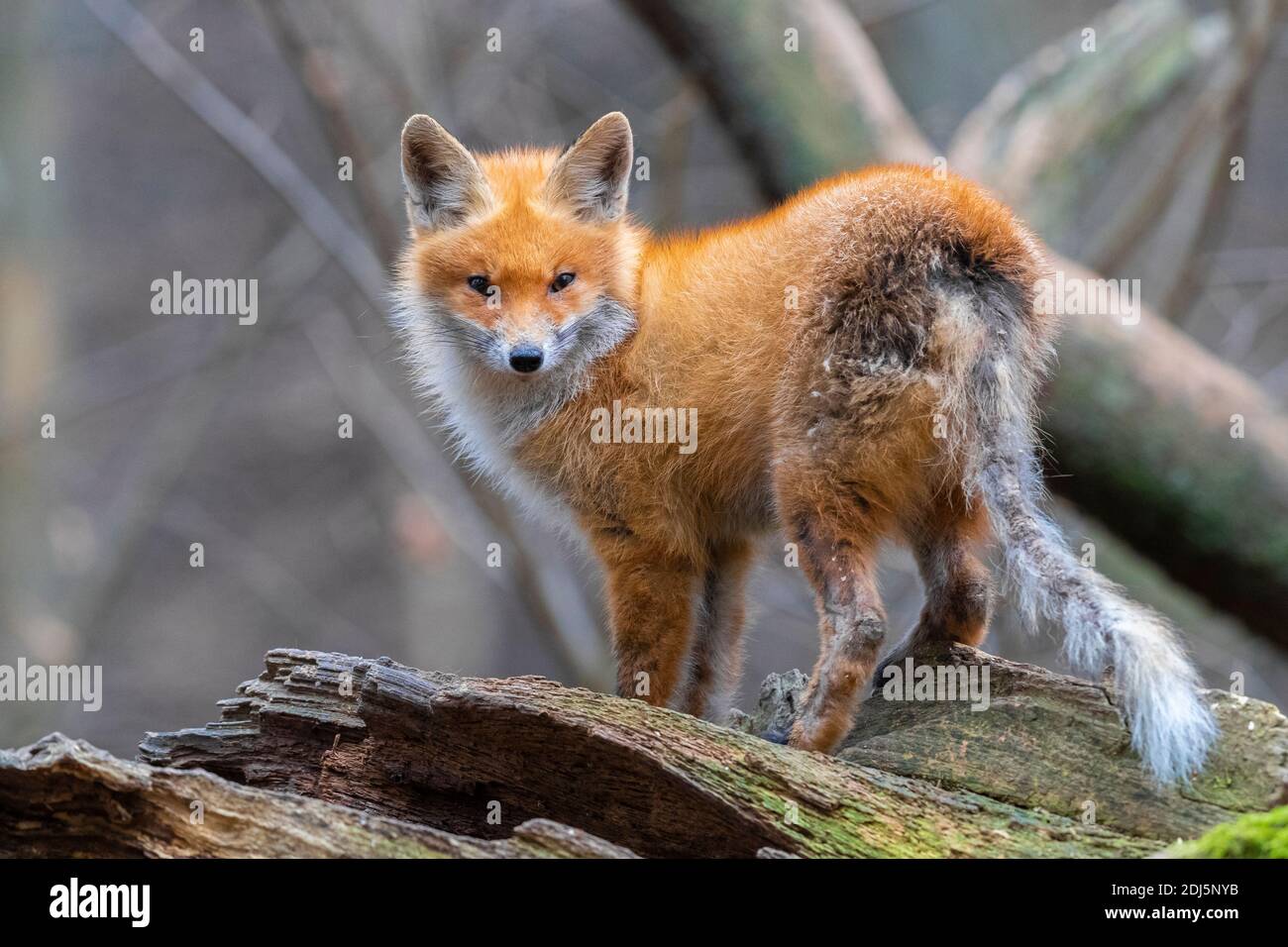 Fox mange hi-res stock photography and images - Alamy