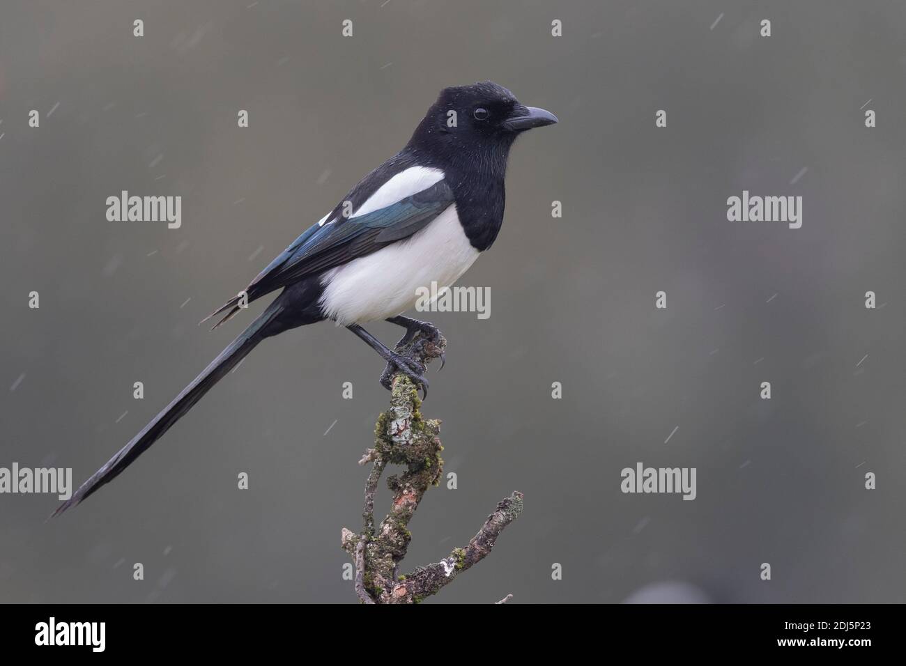 Magpie side view hi-res stock photography and images - Alamy