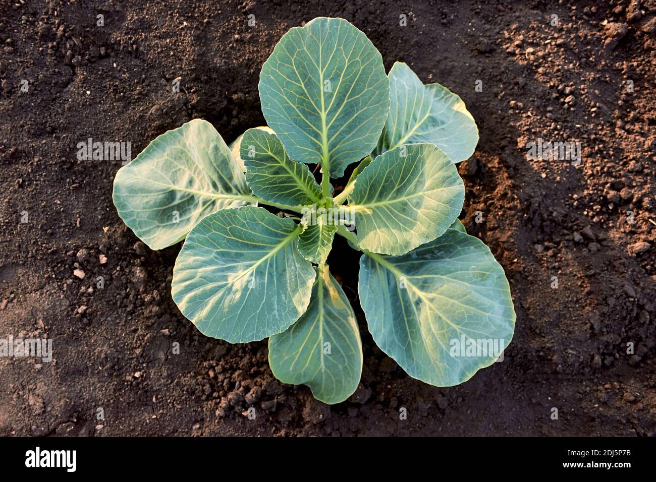 The growth of seedlings of white cabbage on Chernozem, growing in ...