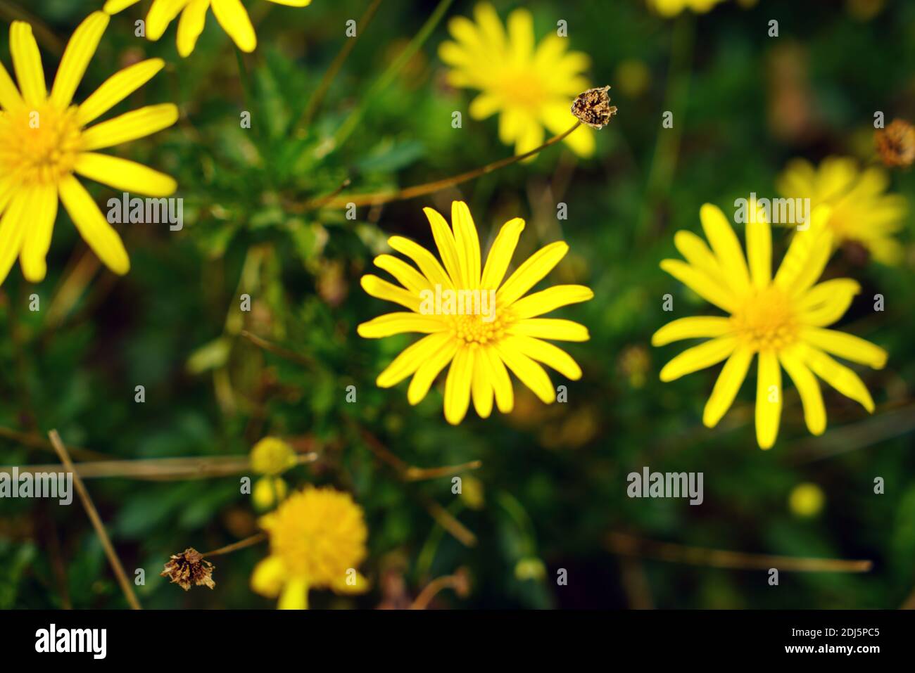 Wallpaper daisy flower hi-res stock photography and images - Alamy