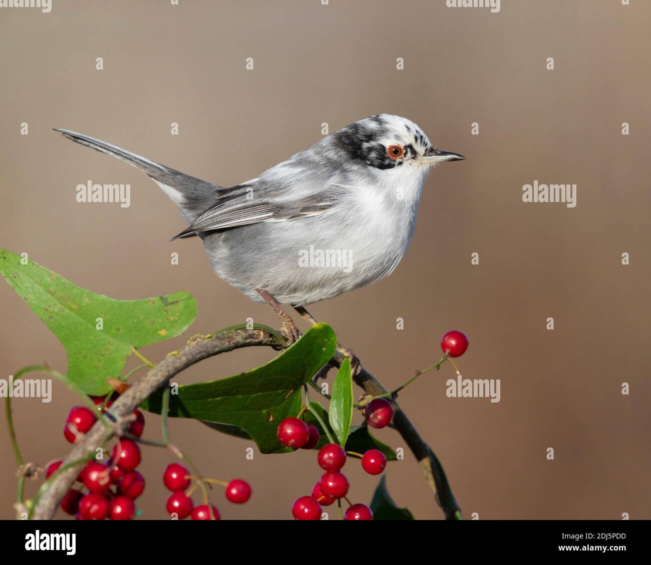 Warblers sylviidae hi-res stock photography and images - Alamy