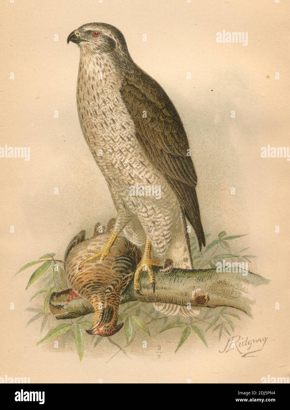 American goshawk hi-res stock photography and images - Alamy