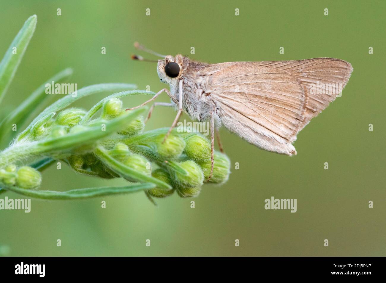 Gegenes hi-res stock photography and images - Alamy