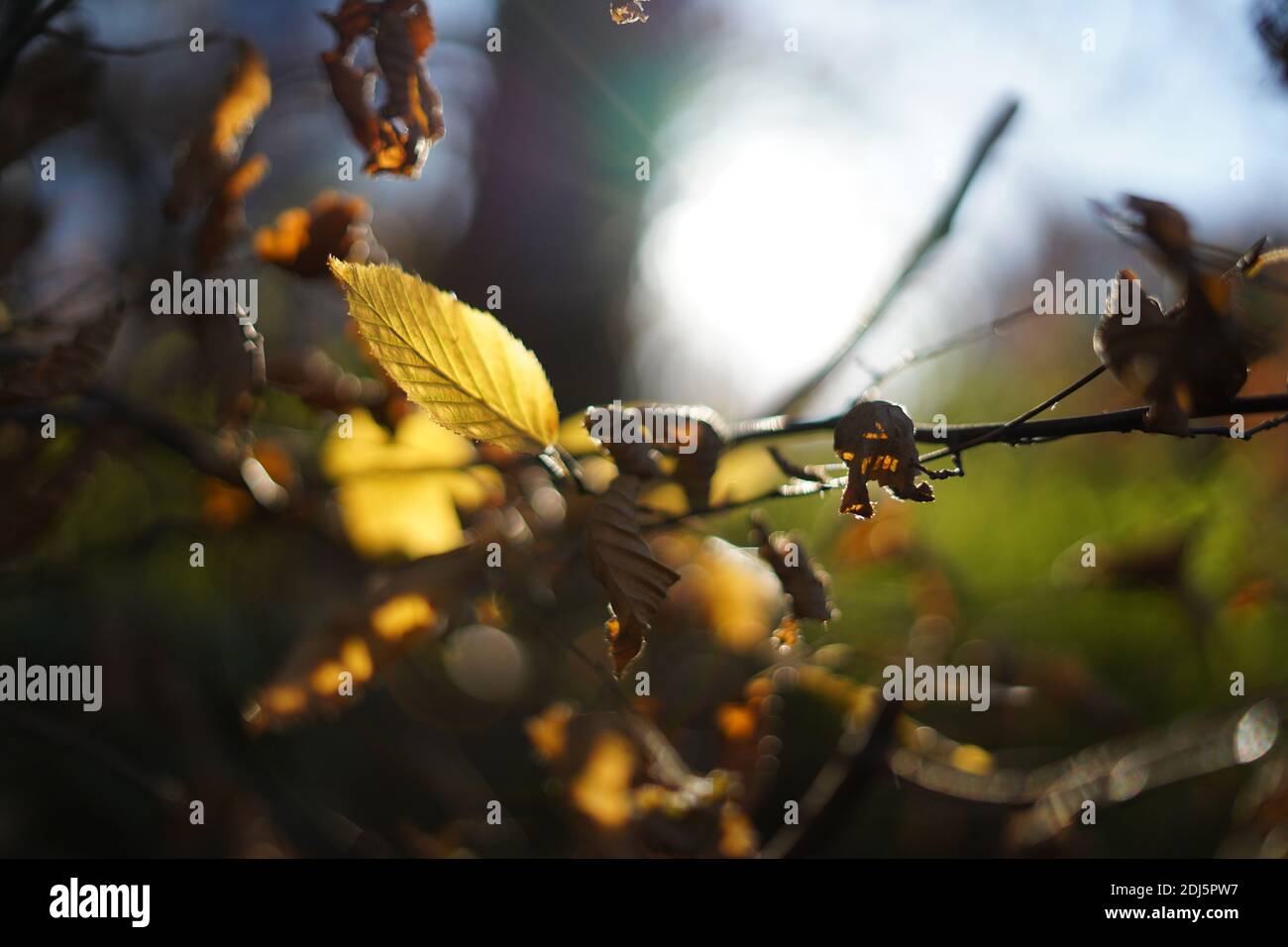 Autmun leaves in golden colours hanging on a branch Stock Photo - Alamy