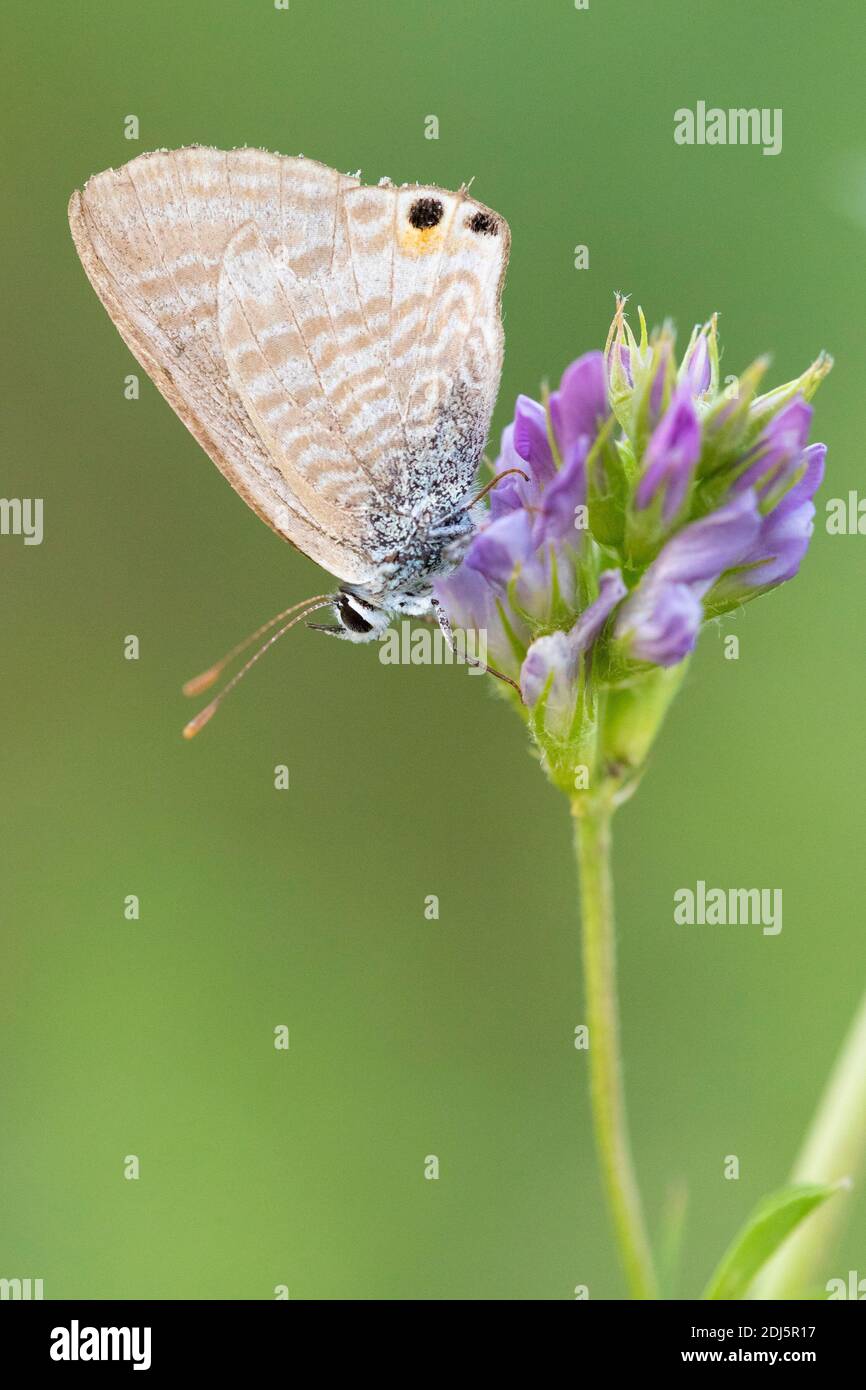 Long tailed blue butterflies hi-res stock photography and images - Alamy