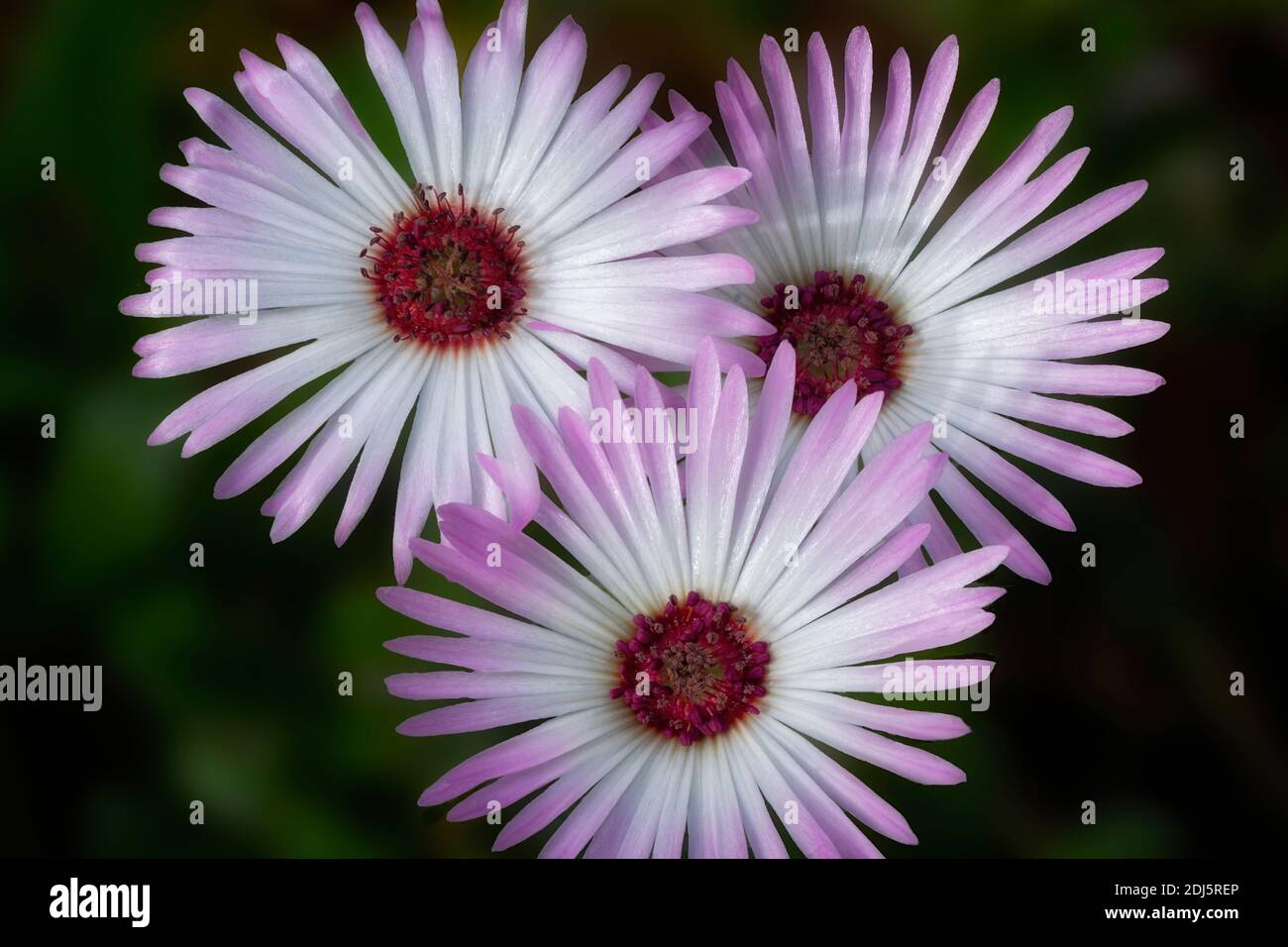 Livingstone daisy hi-res stock photography and images - Alamy