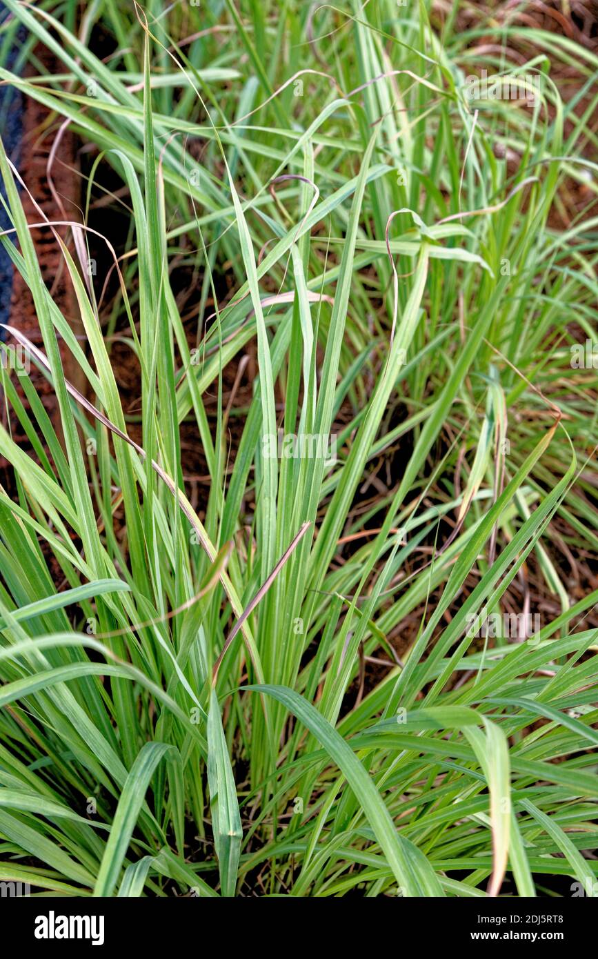 Lemongrass or Lapine or Lemon grass or West Indian or Cymbopogon ...