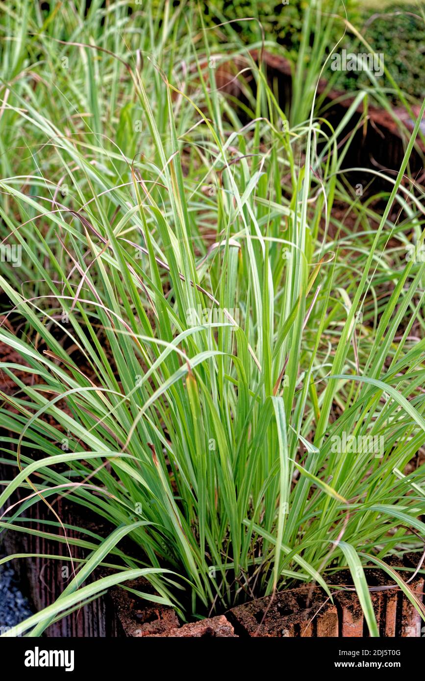 Lemongrass or Lapine or Lemon grass or West Indian or Cymbopogon ...