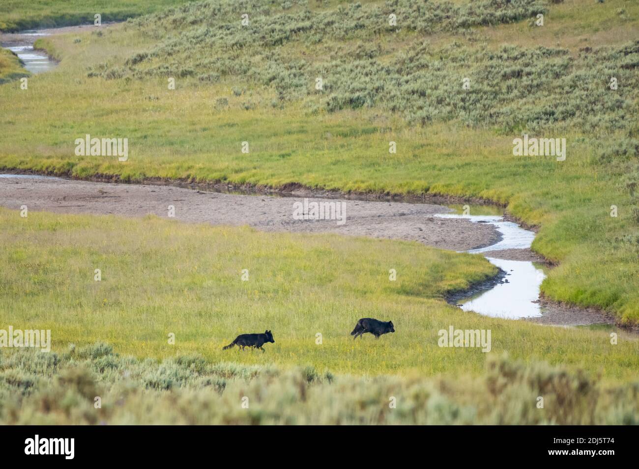 Black wolves hi-res stock photography and images - Alamy