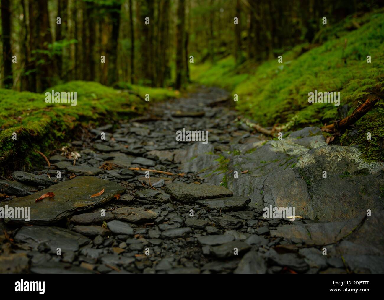 Wet Rocky Trail in Mossy Forest of Great Smoky Mountains National Park ...