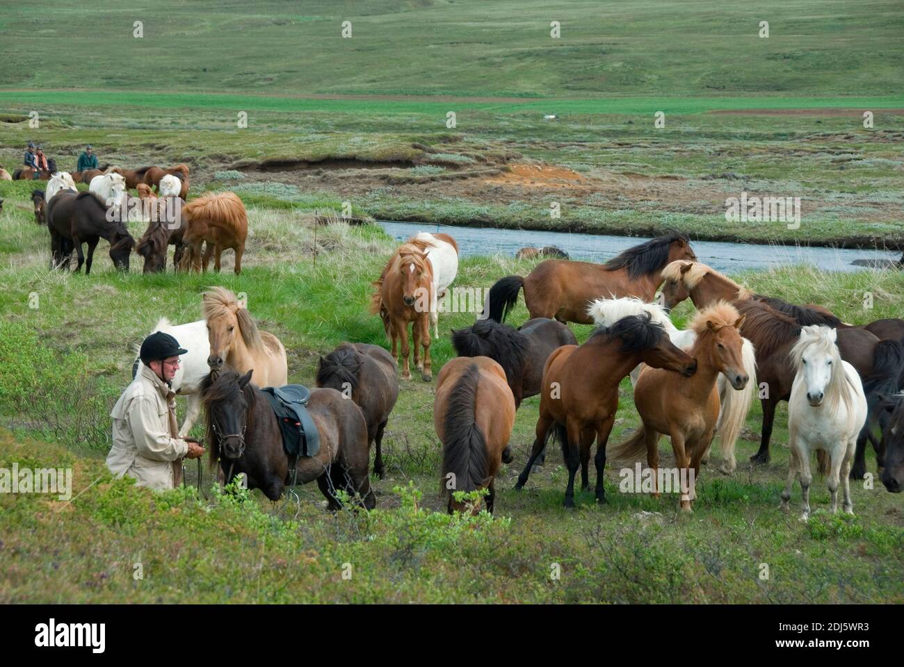 Europa, Island, Iceland, Pferd, Islandpferd, Pferde, Islandpferde ...