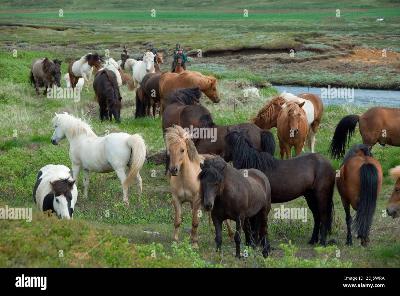 Europa, Island, Iceland, Pferd, Islandpferd, Pferde, Islandpferde ...