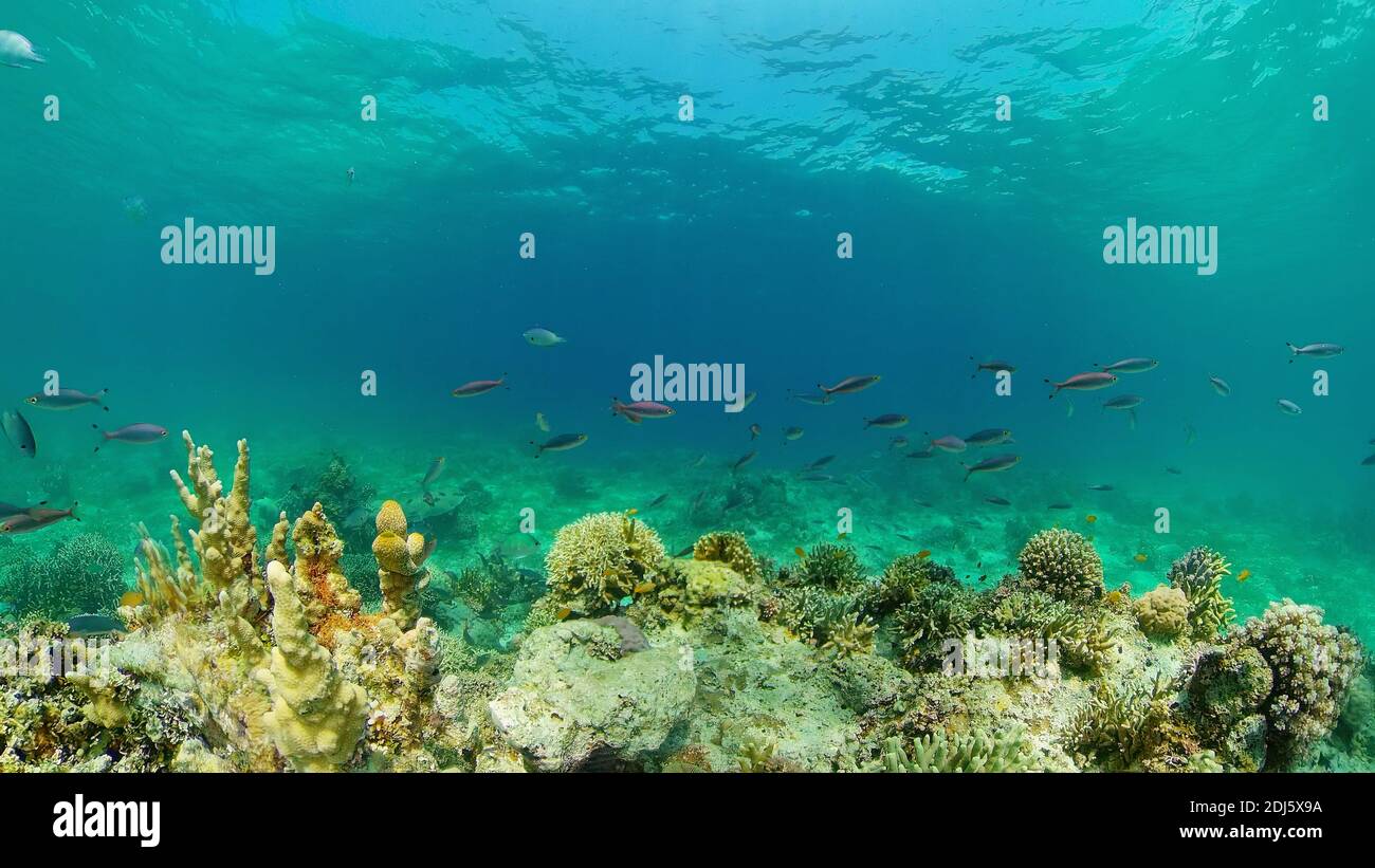 Underwater Scene Coral Reef. Underwater sea fish. Tropical reef marine ...