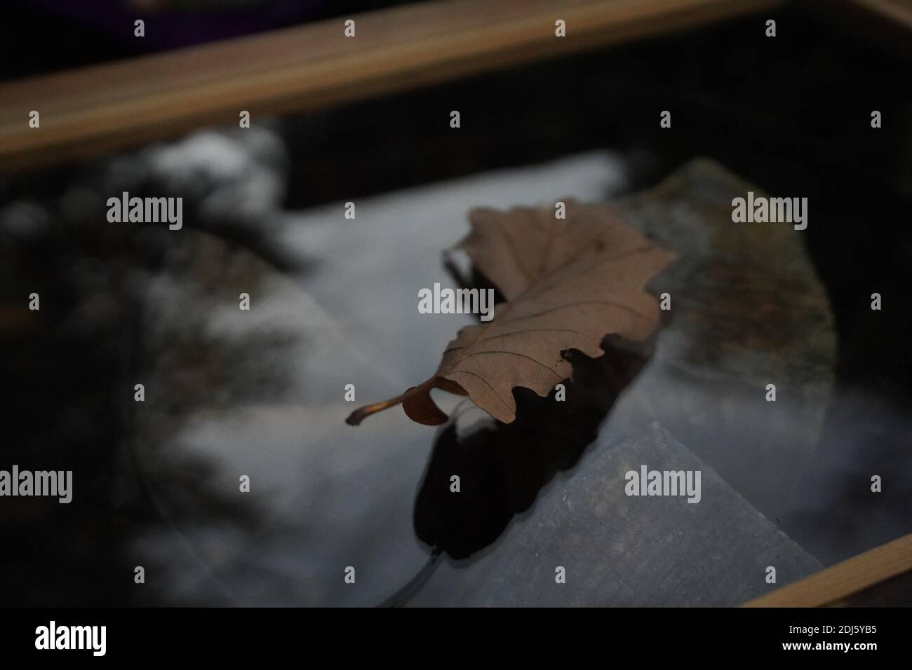 Garden leafs hi-res stock photography and images - Alamy