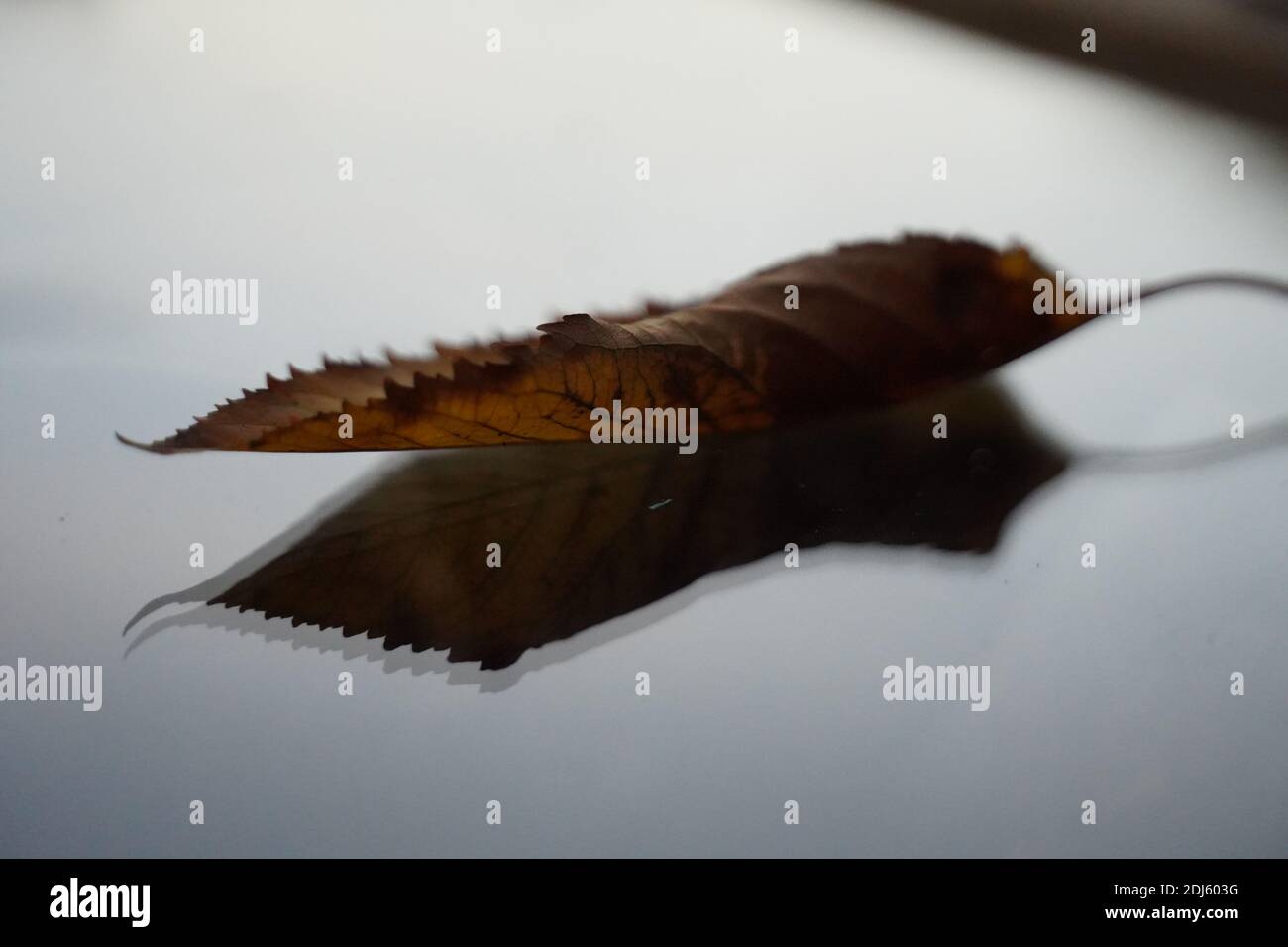 Garden leafs hi-res stock photography and images - Alamy