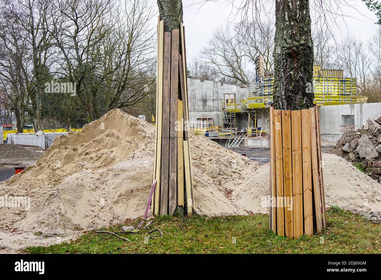 Tree trunks on a construction site covered with wooden boards to ...
