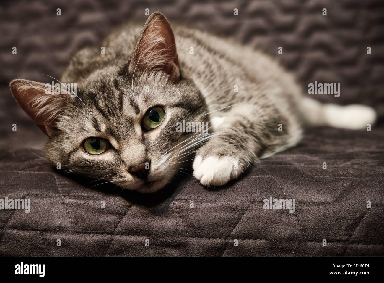 The poor cat is lying there looking at me with big green eyes Stock ...