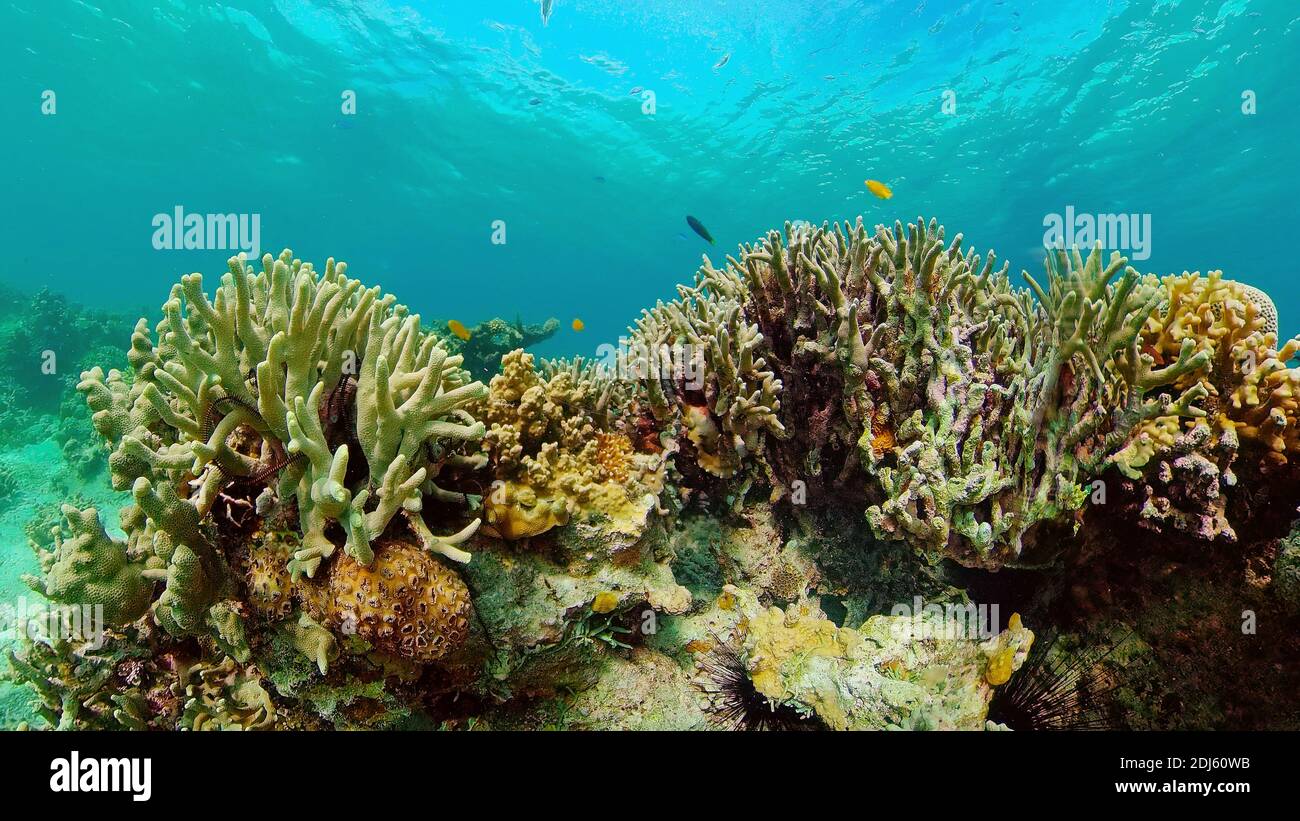 Underwater fish reef marine. Tropical colourful underwater seascape ...