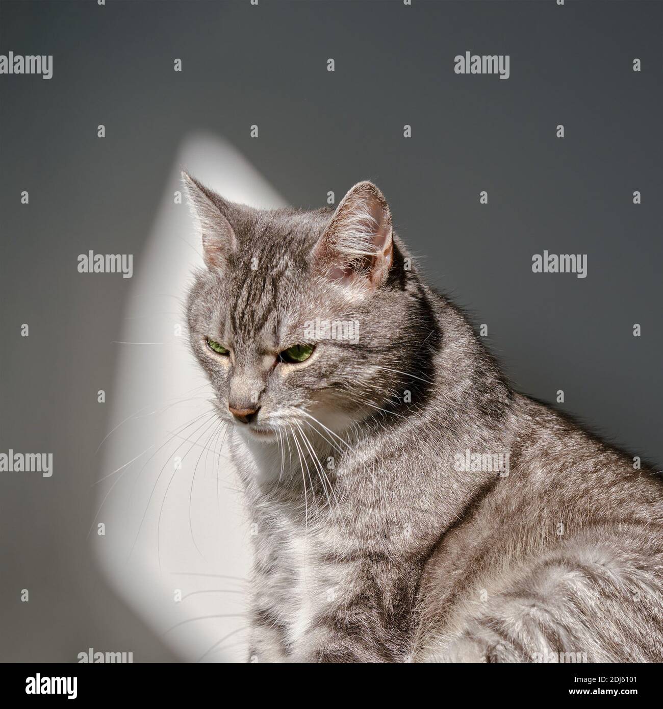 Melancholy cat sits sad on the bed, sad pet with in the window light ...