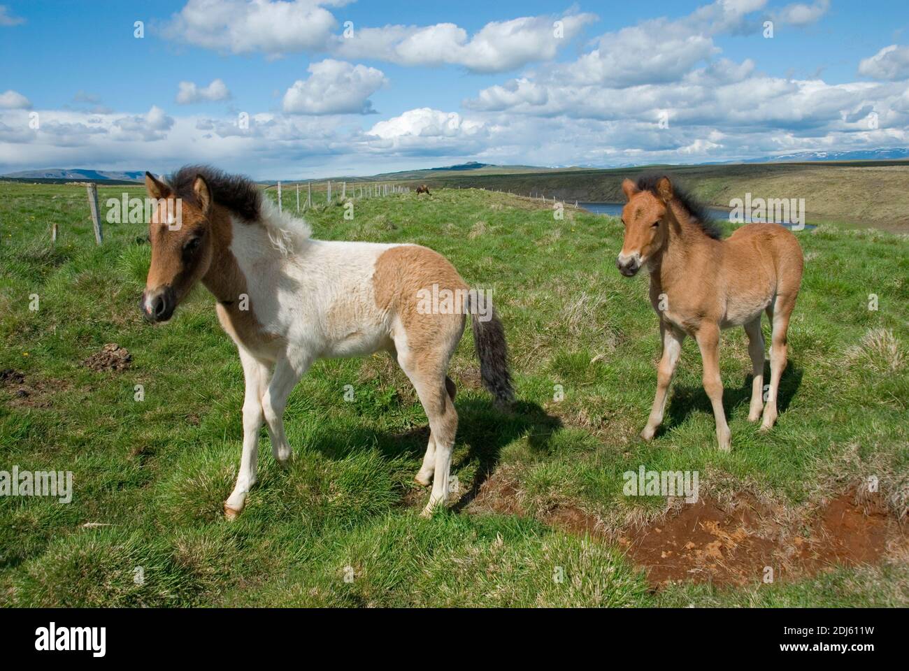 Islandpferd, Islandpony, Islaender, (Equus ferus caballus Stock Photo ...
