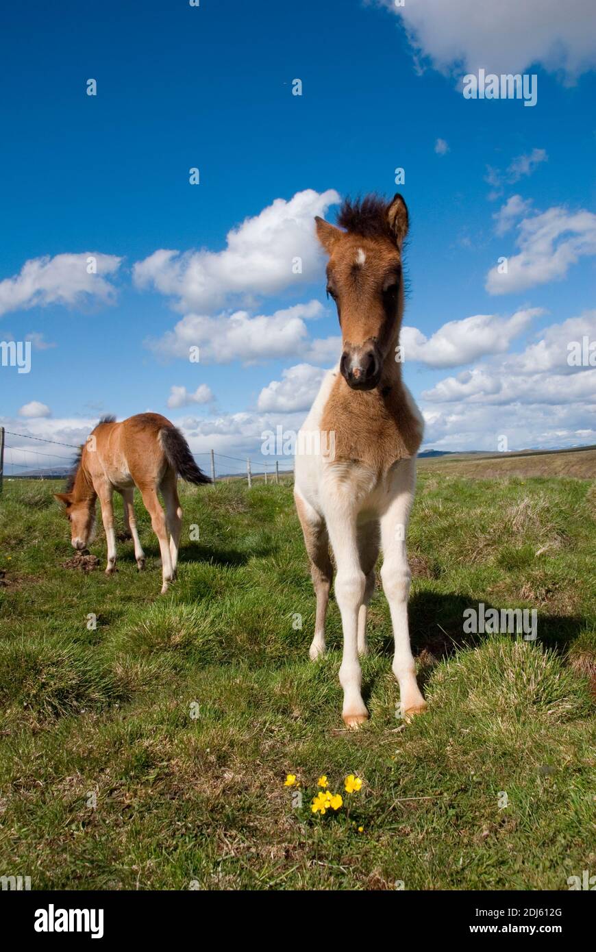 Islandpferd, Islandpony, Islaender, (Equus ferus caballus Stock Photo ...