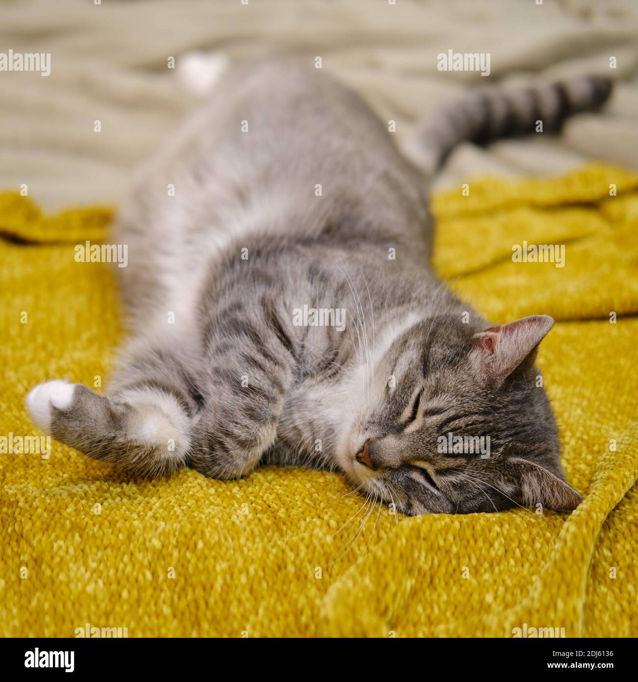 Grey tabby cat stretching hi-res stock photography and images - Alamy