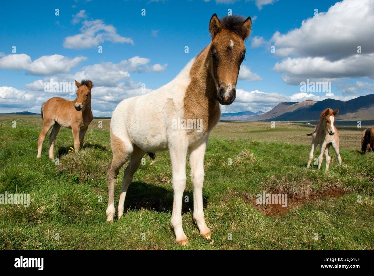 Islandpferd, Islandpony, Islaender, (Equus ferus caballus Stock Photo ...