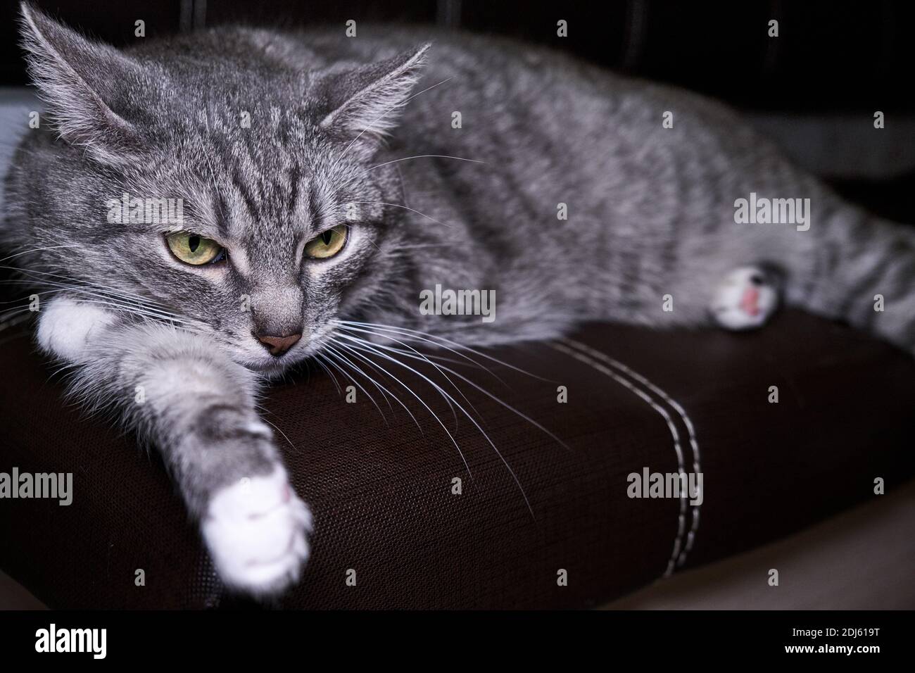 Cat's tired and lying down. Pet looks sad. The cat dangled his paw and ...
