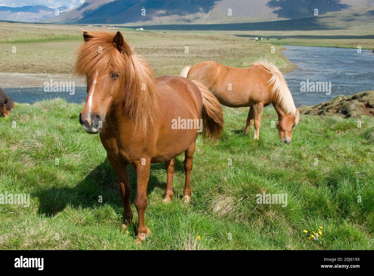 Islandpferd, Islandpony, Islaender, (Equus ferus caballus Stock Photo ...