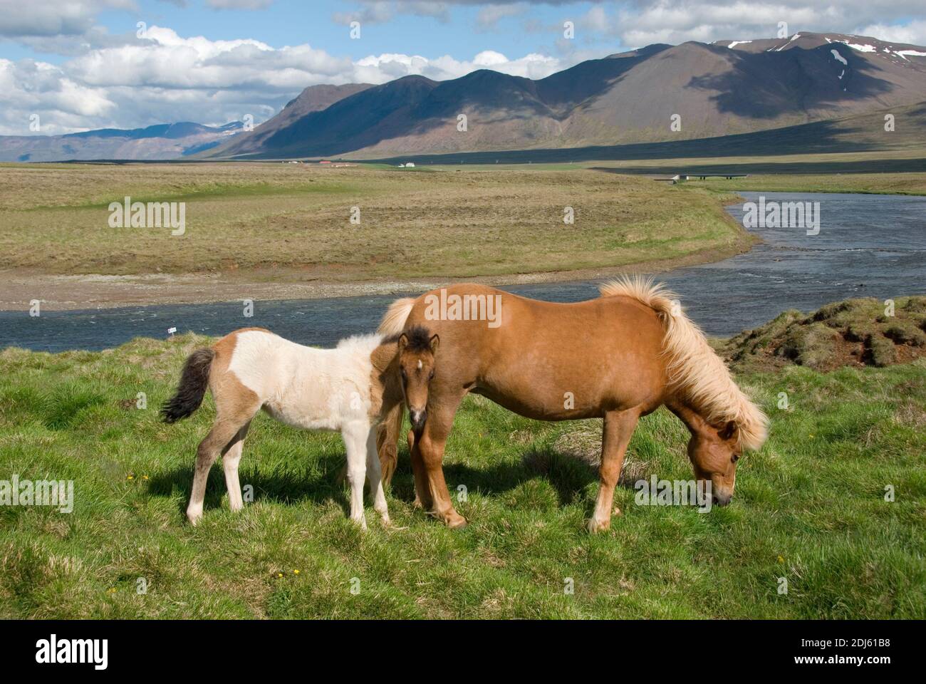 Islandpferd, Islandpony, Islaender, (Equus ferus caballus Stock Photo ...