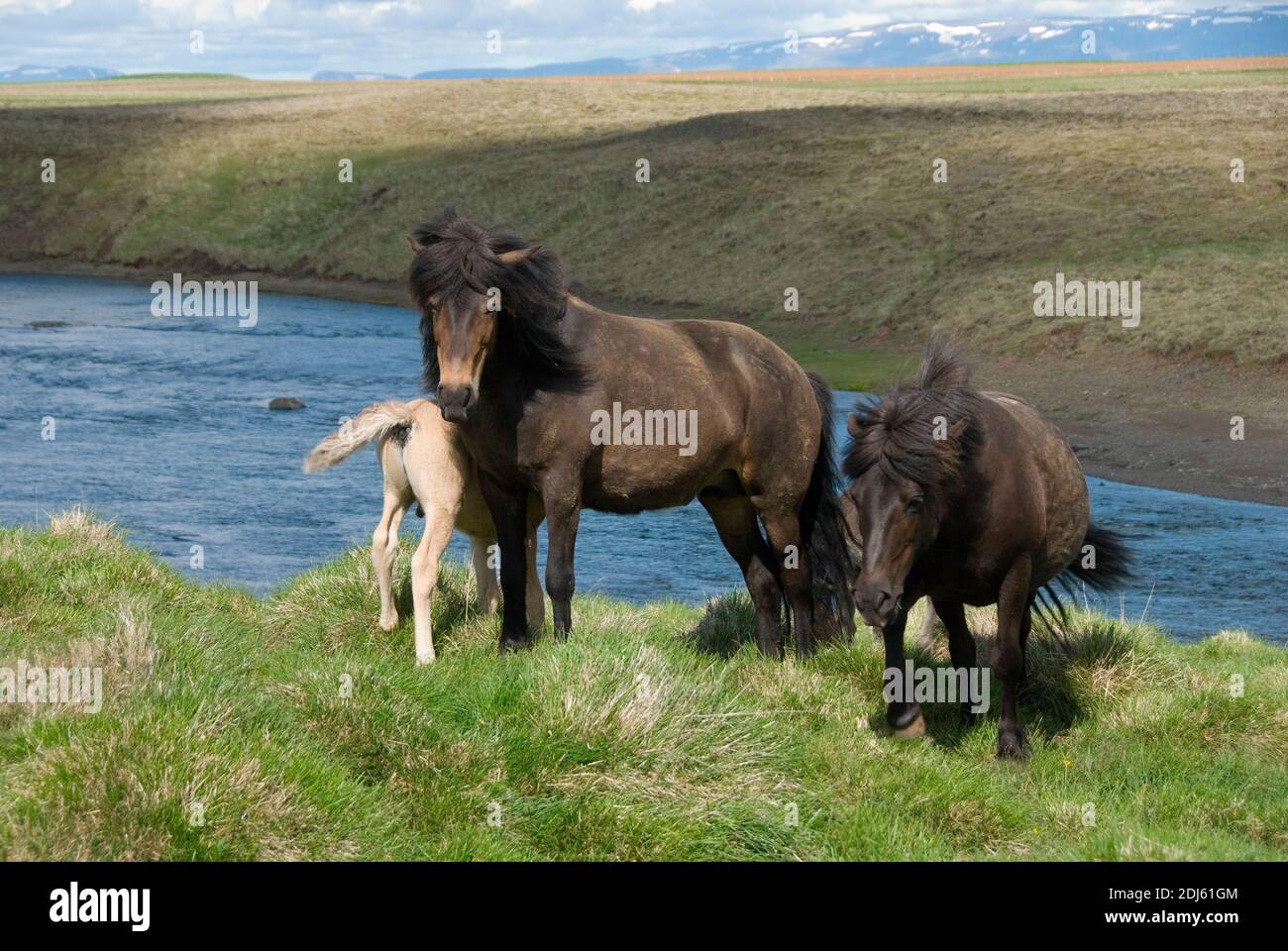 Islandpferd, Islandpony, Islaender, (Equus ferus caballus Stock Photo ...