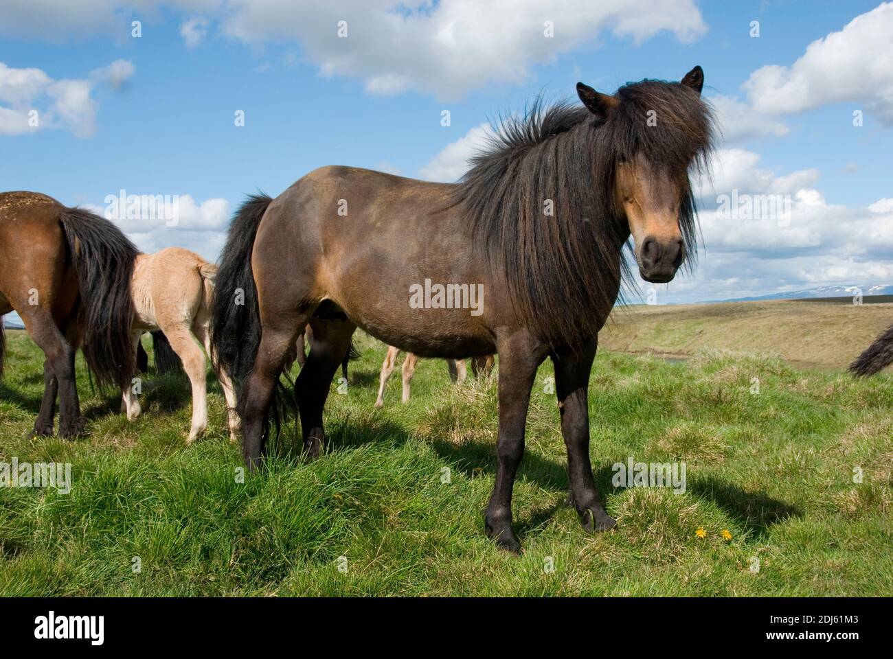 Islandpferd, Islandpony, Islaender, (Equus ferus caballus Stock Photo ...