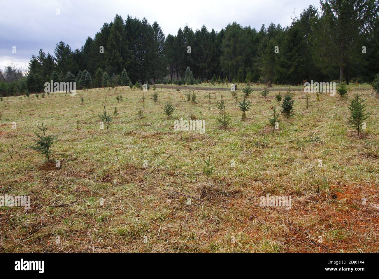 Christmas Tree Farm Stock Photo - Alamy